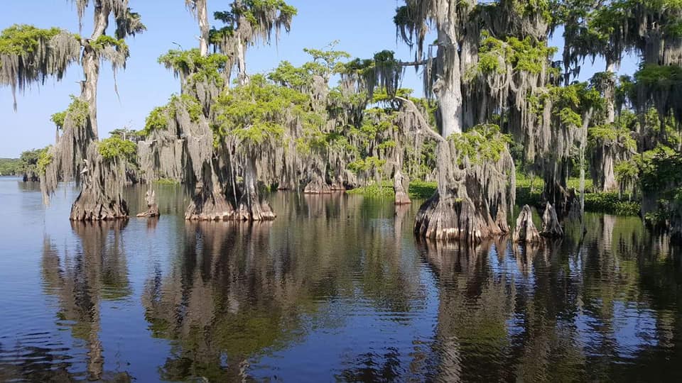 Cypress Trees | Blue Cypress Lake