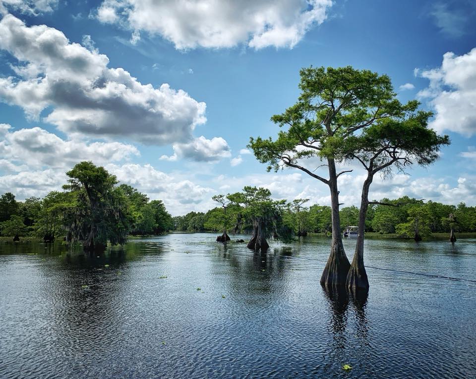 Cypress Trees | Blue Cypress Lake
