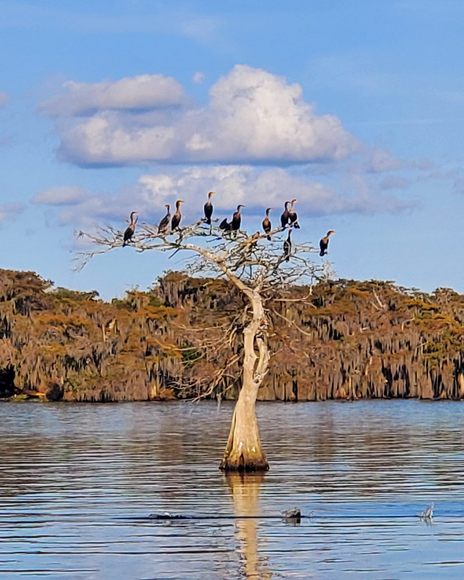 Wildlife | Blue Cypress Lake